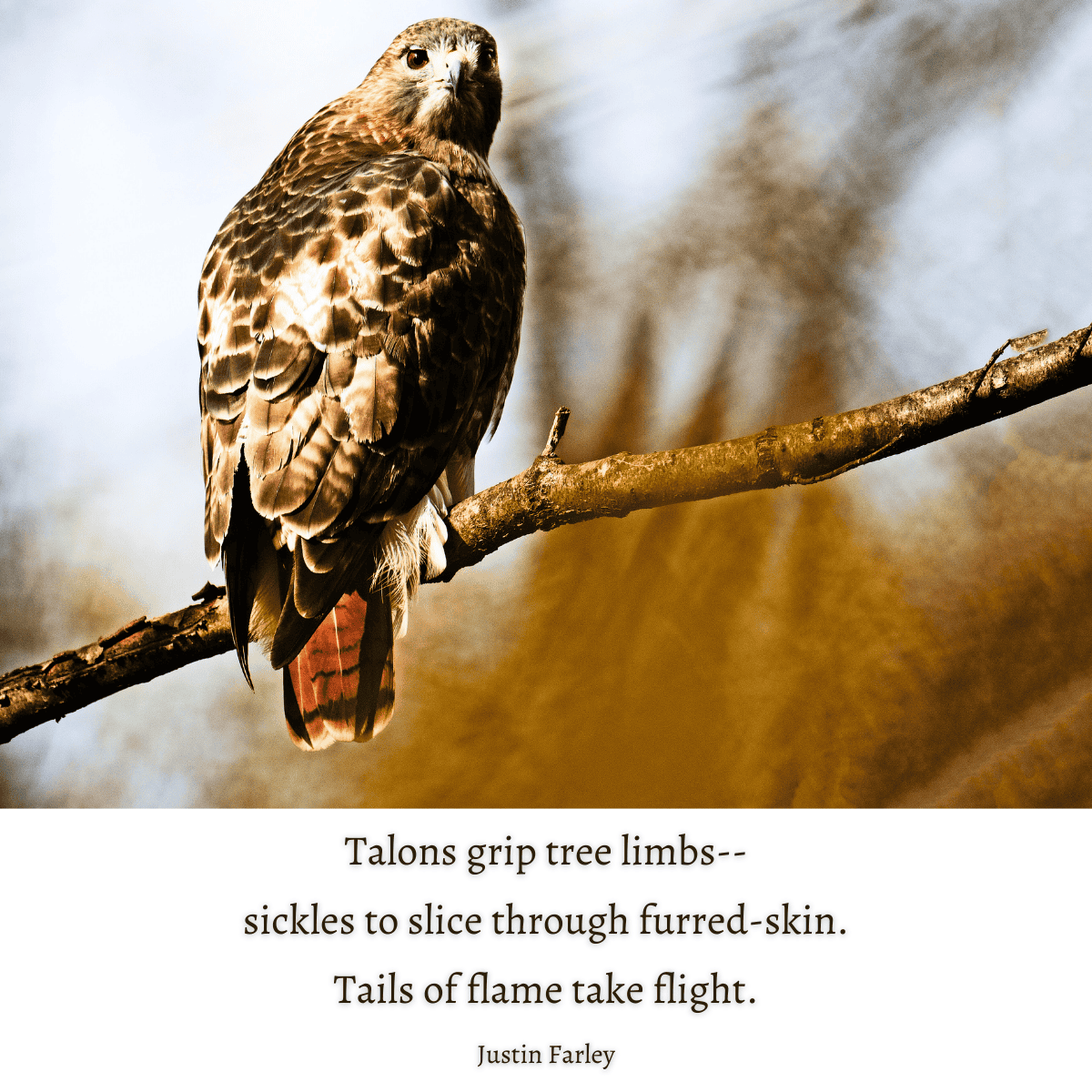 Short Haiku Bird Poem about Red Tailed Hawks 5 7 5 – ALONG THE BARREN ROAD