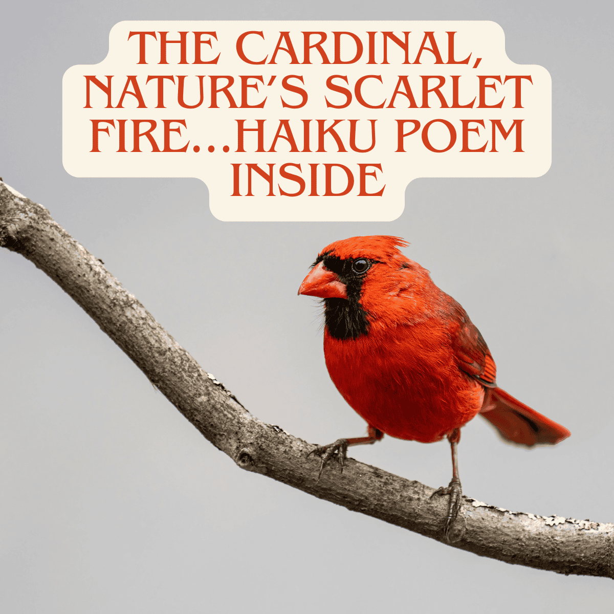 Short Bird Haiku Poem About Red Cardinal 5 7 5 – ALONG THE BARREN ROAD