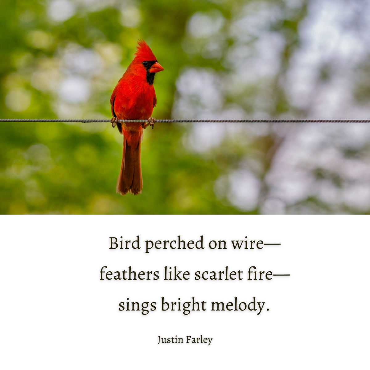 Short Bird Haiku Poem About Red Cardinal 5 7 5 – ALONG THE BARREN ROAD