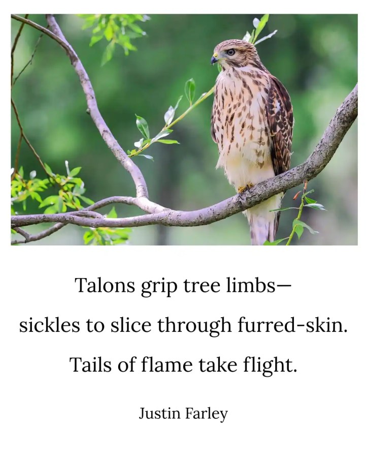 Bird Haiku Poems Inspired by Nature 5 7 5 – ALONG THE BARREN ROAD
