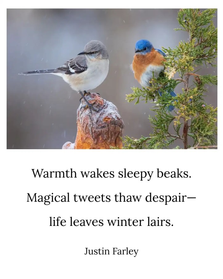 Bird Haiku Poems Inspired by Nature 5 7 5 – ALONG THE BARREN ROAD