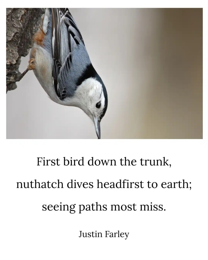 Bird Haiku Poems Inspired by Nature 5 7 5 – ALONG THE BARREN ROAD