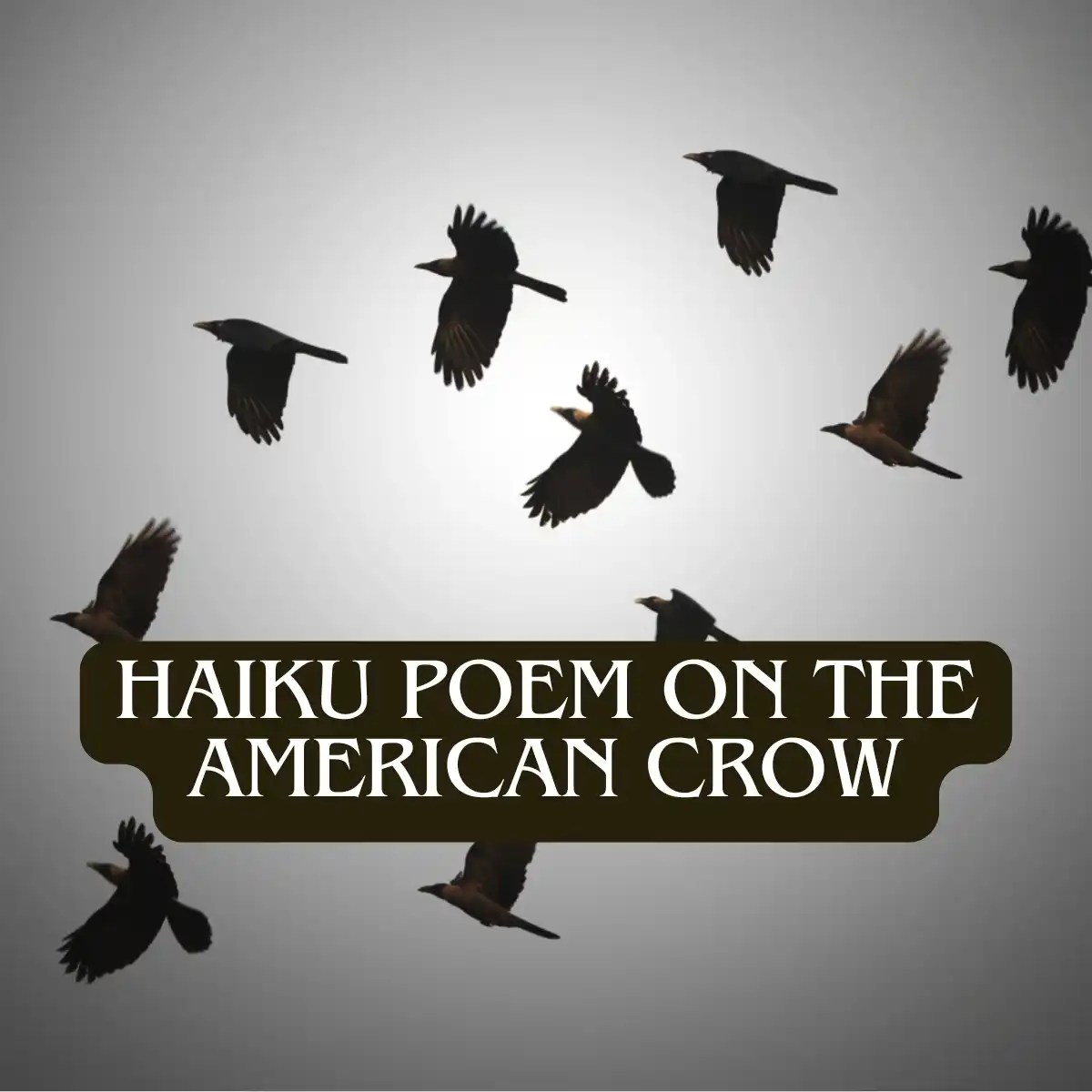 Short Haiku Bird Poem About Crows – ALONG THE BARREN ROAD