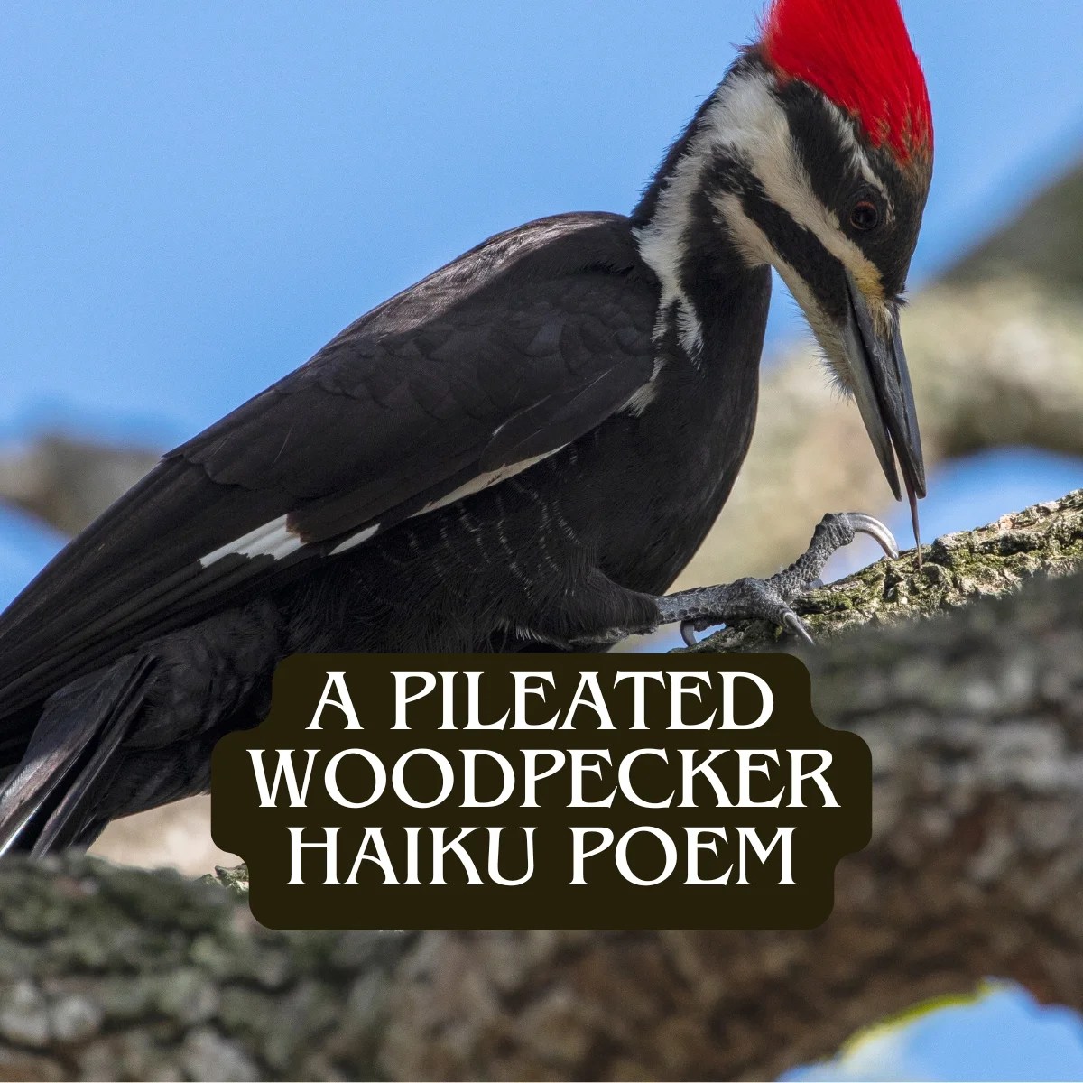Short Bird Haiku Poem About Pileated Woodpeckers – ALONG THE BARREN ROAD