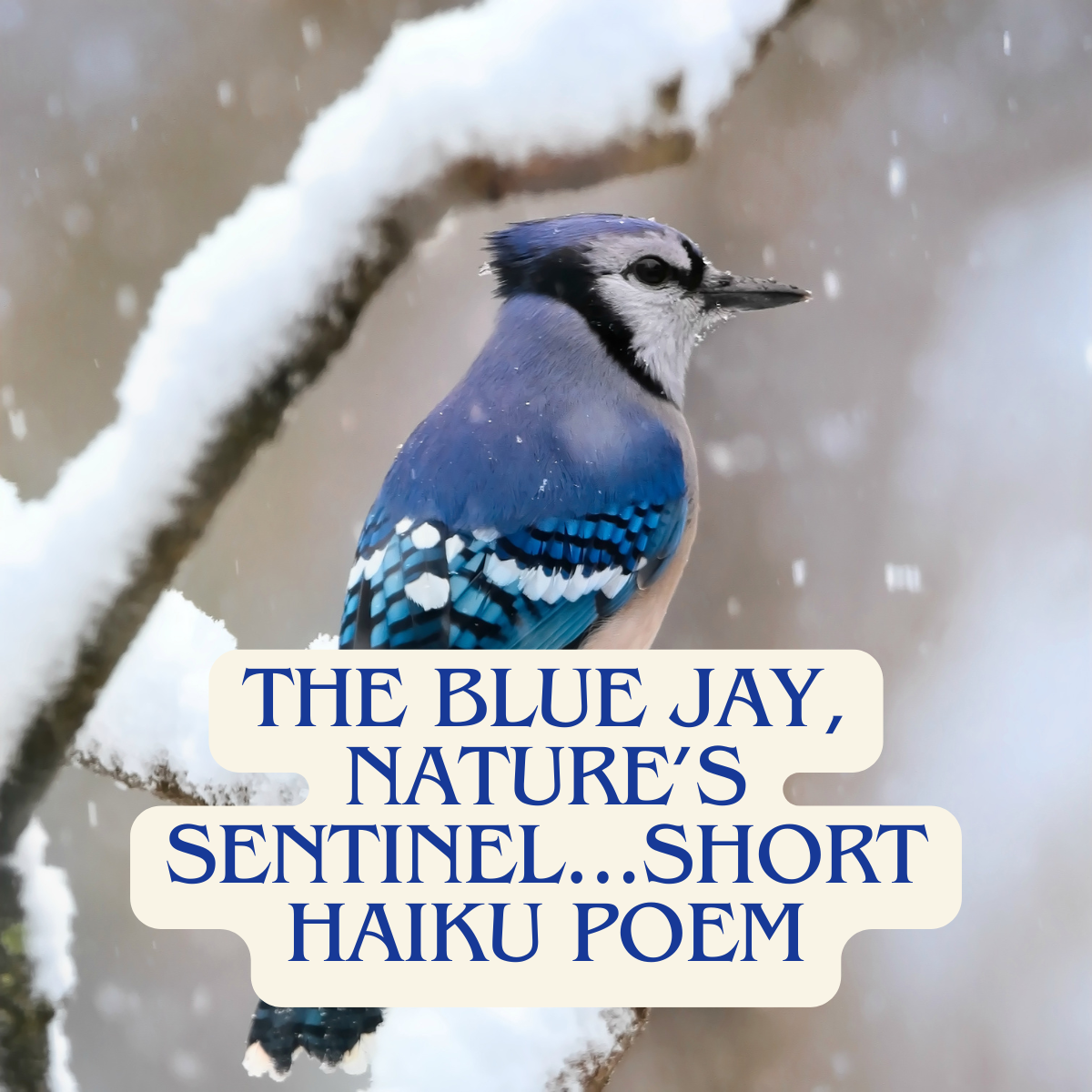 Short Bluejay Poem Rhyming Bird Haiku – ALONG THE BARREN ROAD