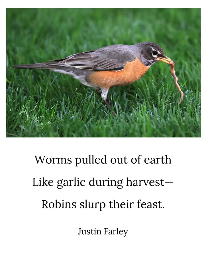 Bird Haiku Poems Inspired by Nature 5 7 5 – ALONG THE BARREN ROAD