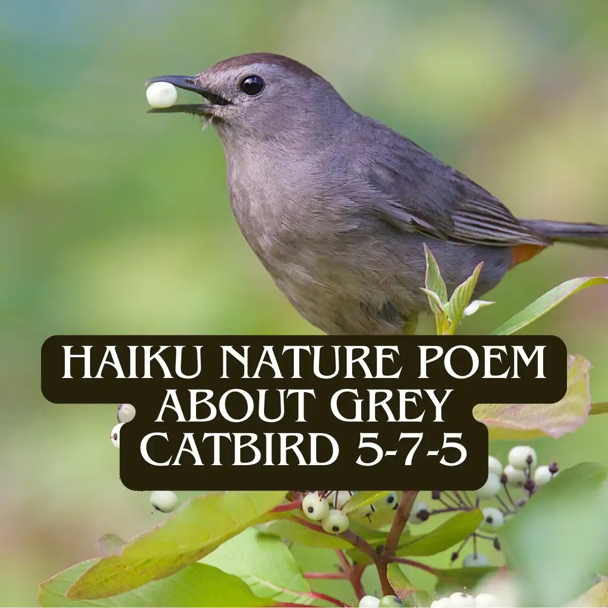Short Bird Haiku Poem About the Gray Catbird – ALONG THE BARREN ROAD