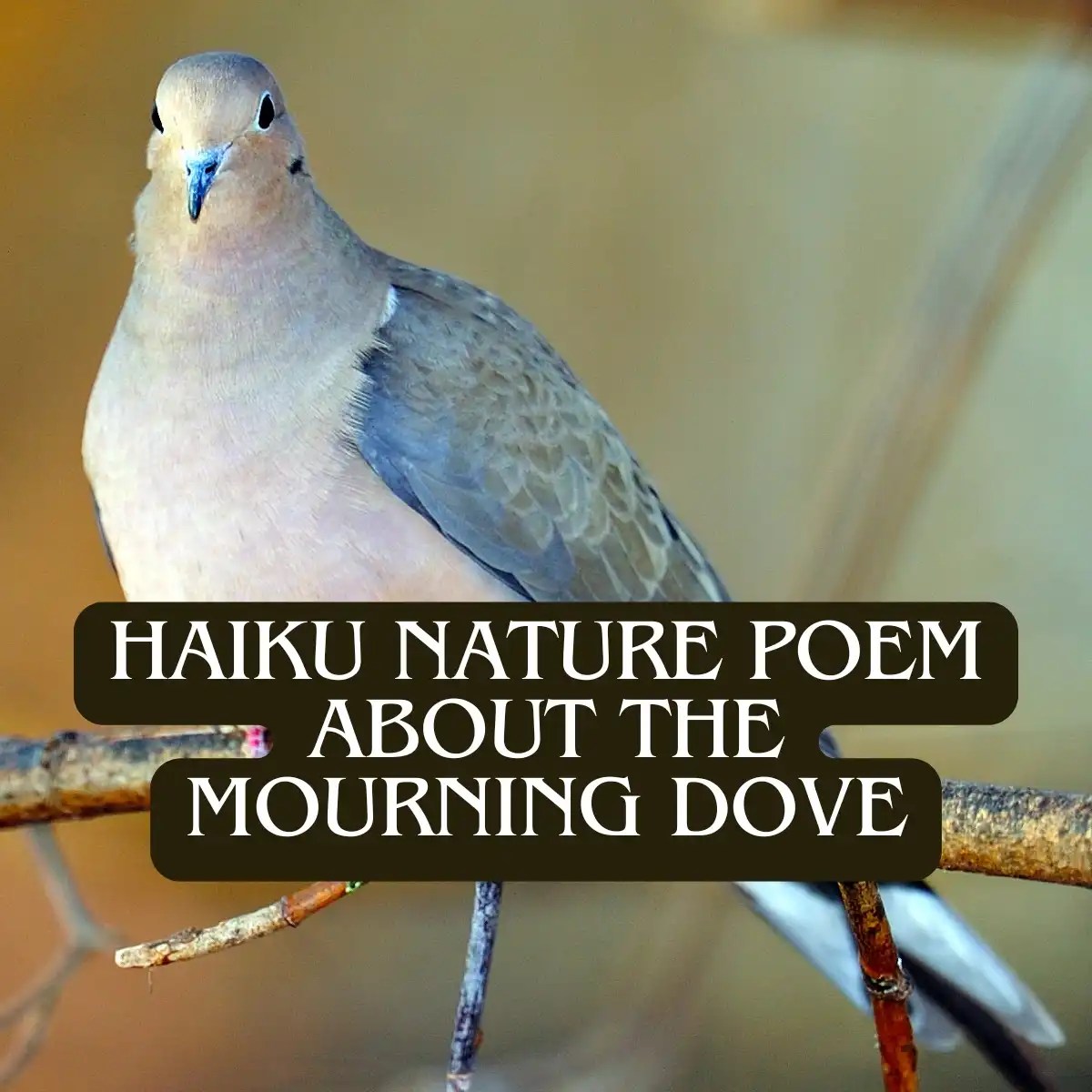 A Haiku Bird Poem About The Mourning Dove and Grief – ALONG THE BARREN ROAD