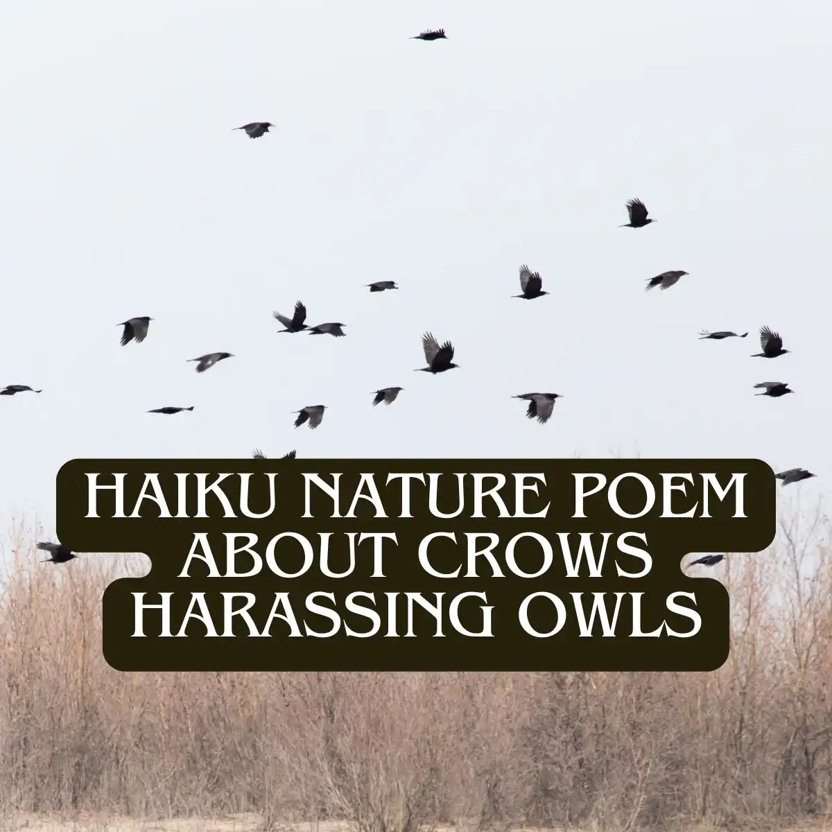 A Short Poem About Crows Harassing Owls – ALONG THE BARREN ROAD