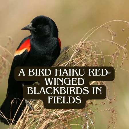 Haiku About Nature – ALONG THE BARREN ROAD